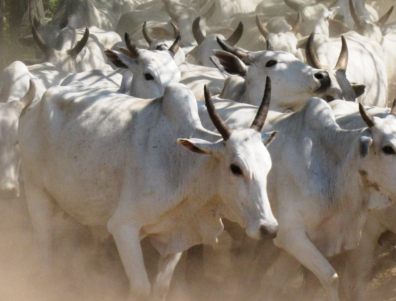 Preços da arroba do boi gordo têm disparada; veja cotações - Morada FM